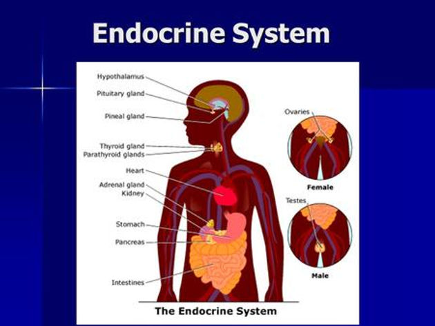 The Endocrine System and Keeping It Healthy