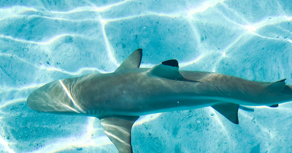 UNDERWATER | CATSHARKS