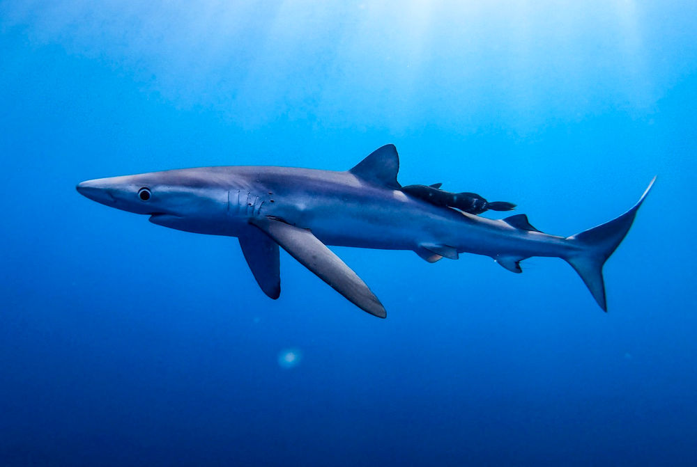 10 incredible places to swim with sharks