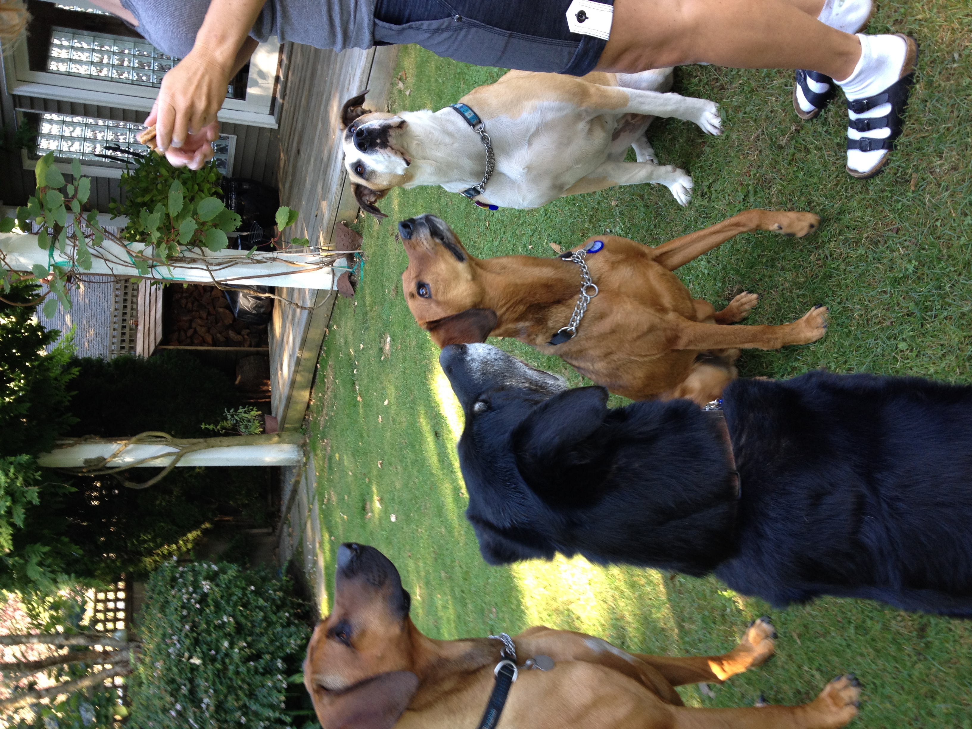 Puppy Classes | K9 Connection Pet Dog Training | Okanagan, BC