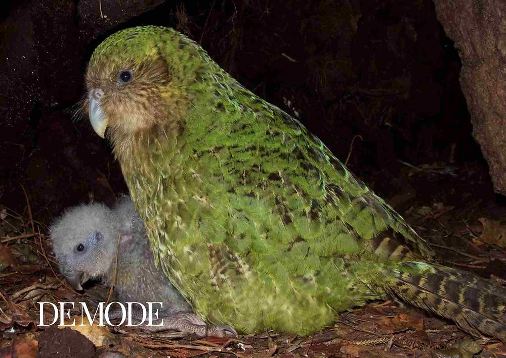 "SAVING THE KAKAPO - AN INSPIRING TALE OF RECOVERY FOR FLIGHTLESS ...