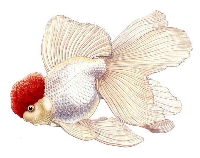 Red Cap Oranda