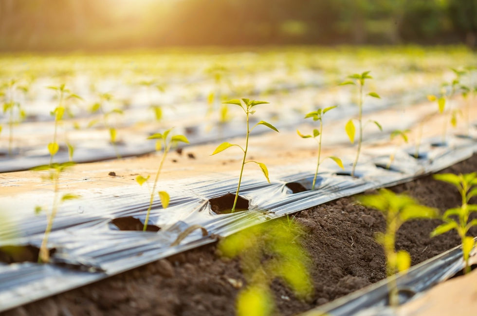 Balancing Act: The Role of Plastics in Modern Agriculture