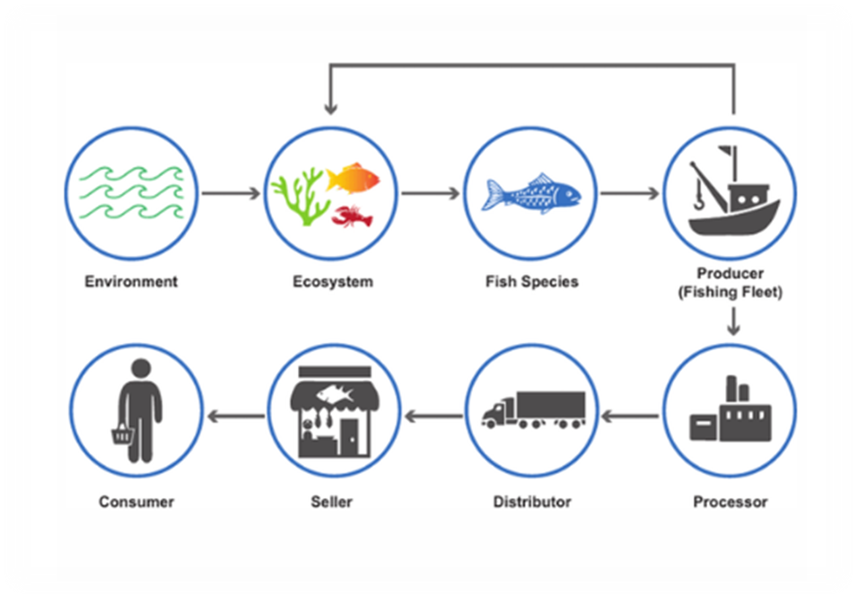 Rantai Pasokan Seafood Berkelanjutan: Kekuatan Pemetaan dan Pengembangan