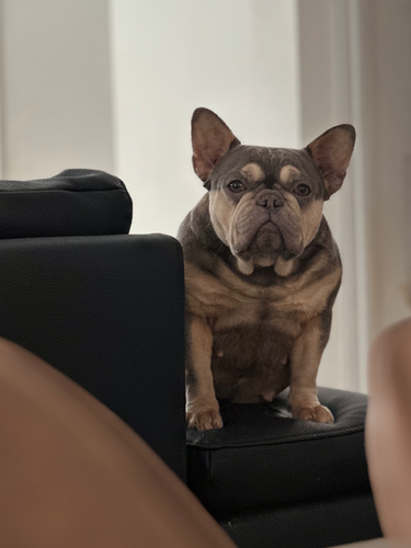 CARDI G | Bouchard Bulldog inc