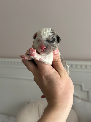 HYDRA | Zesty Doodles