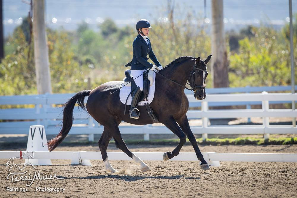 Emily Covington | Dressage Training and Sales