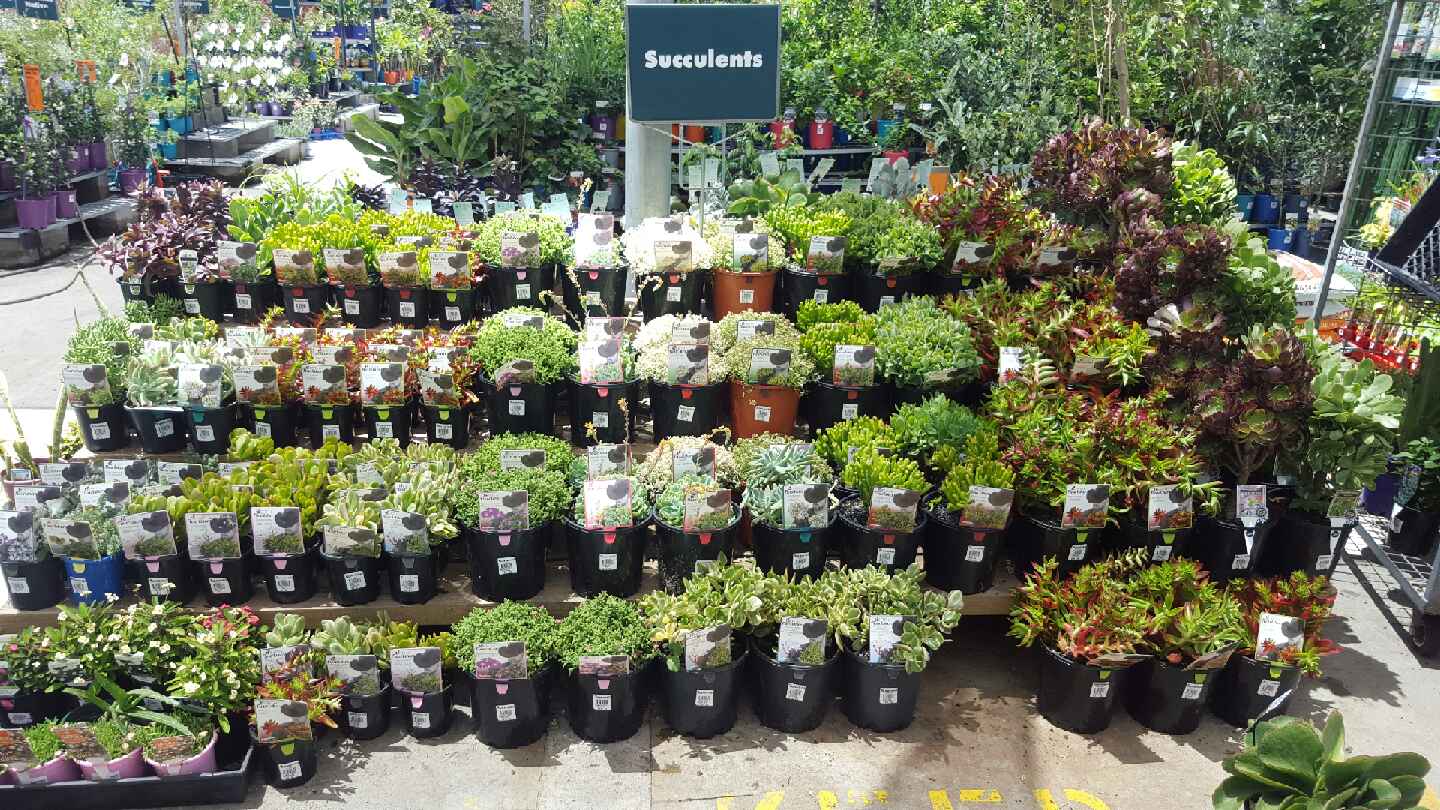 Adam's Creative Display Increases Sales | Wanneroo Plant Farm Wholesale ...