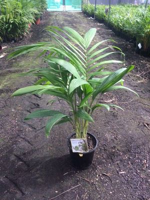 Wanneroo Plant Farm Wholesale Landscape Outdoor Indoor Plants WA