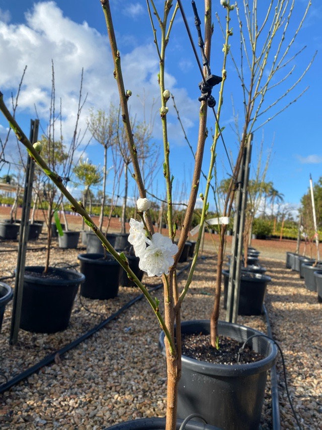 Spring blossom time!