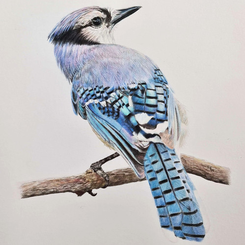 'Blue Jay' Original Coloured Pencil Drawing | Jo Walker Art