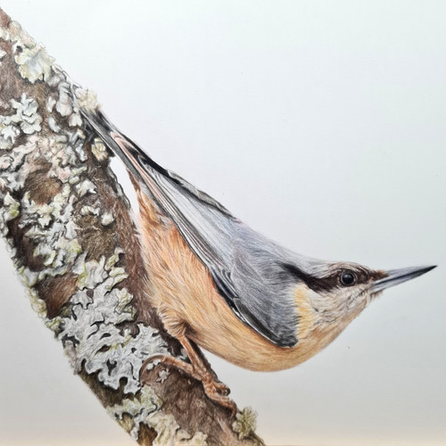 'Nuthatch' Original Drawing | Jo Walker Art