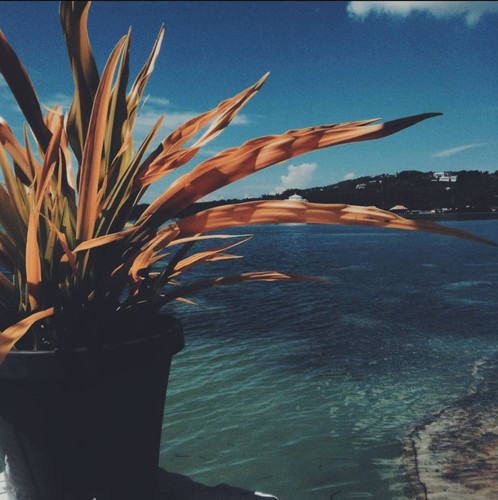 Wish Plant | Greener Paradise