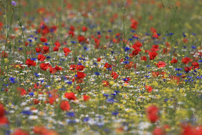 Botanical Surveys | Abrehart Ecology Ltd