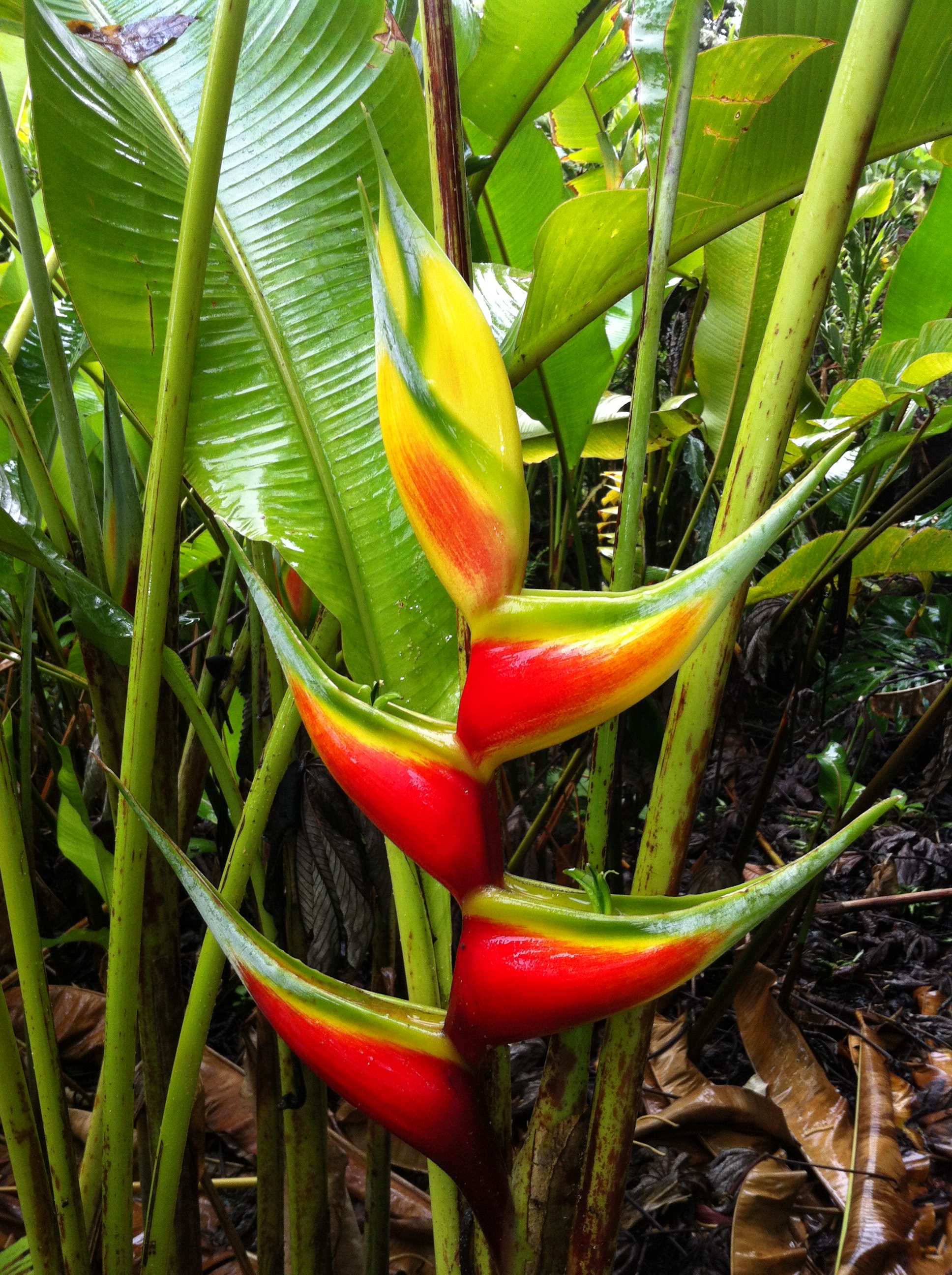 Heliconiaceae (Heliconias) | his-webpage