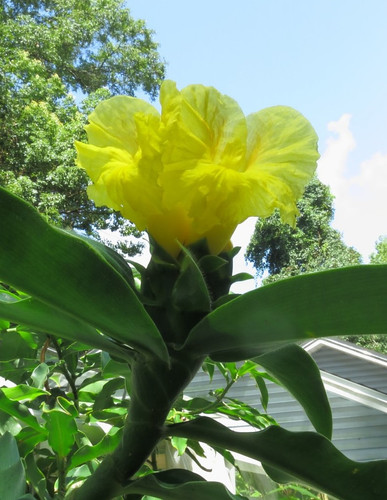 Costus aff. villosissimus x 'Mellow Yellow' | his-webpage