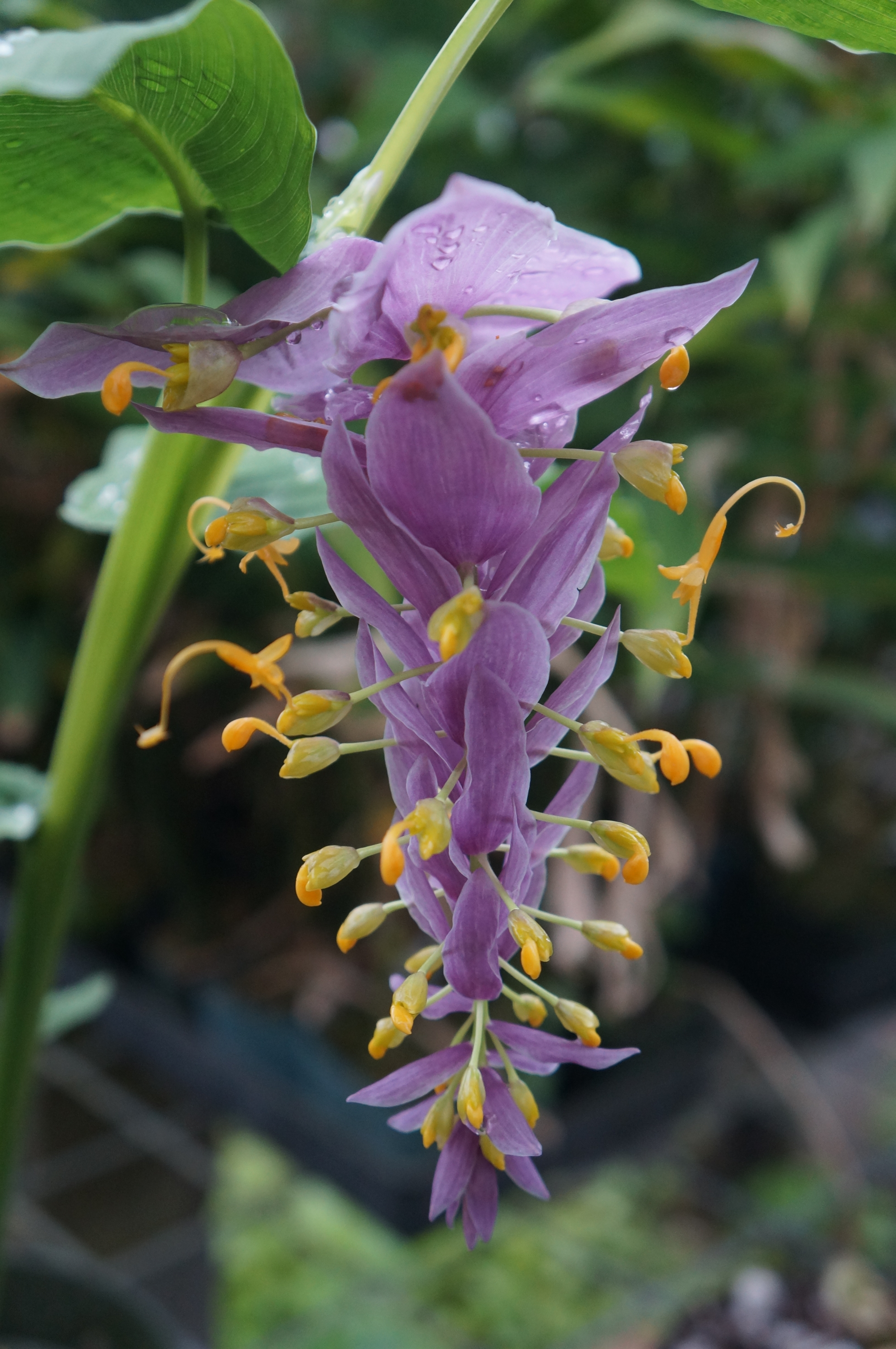 Zingiberaceae (Gingers) | his-webpage