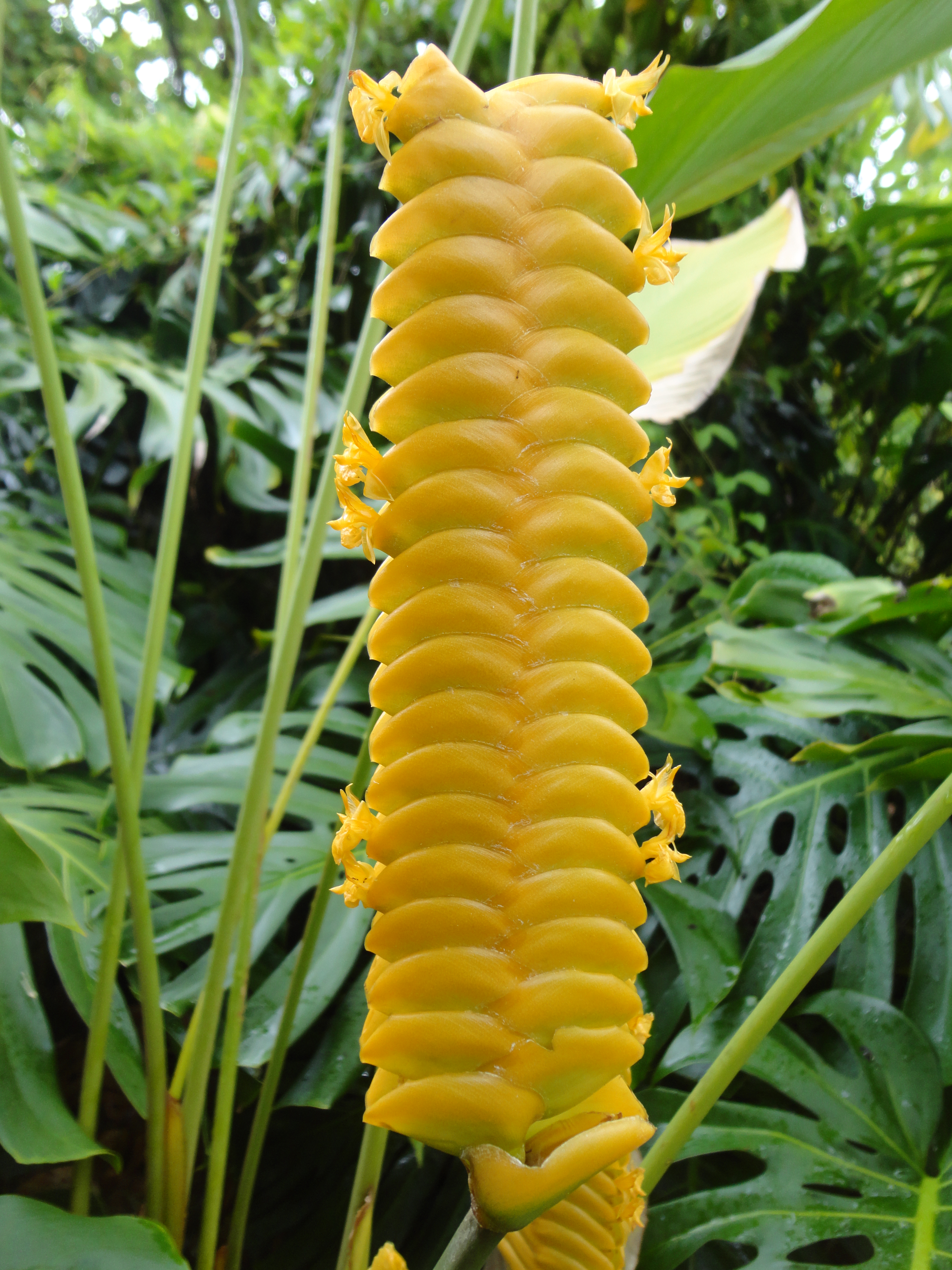 Marantaceae | his-webpage