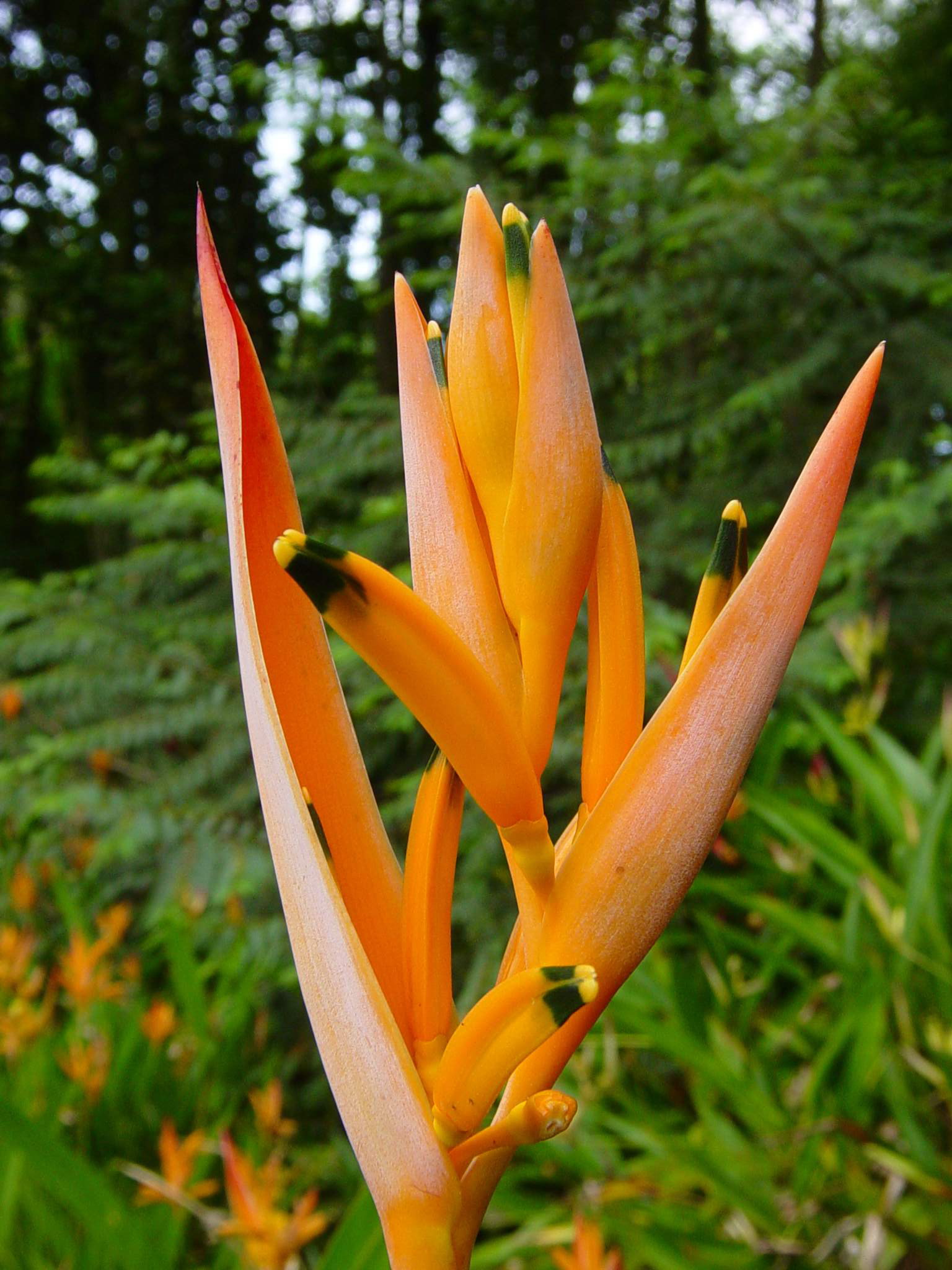 Heliconiaceae (Heliconias) | his-webpage