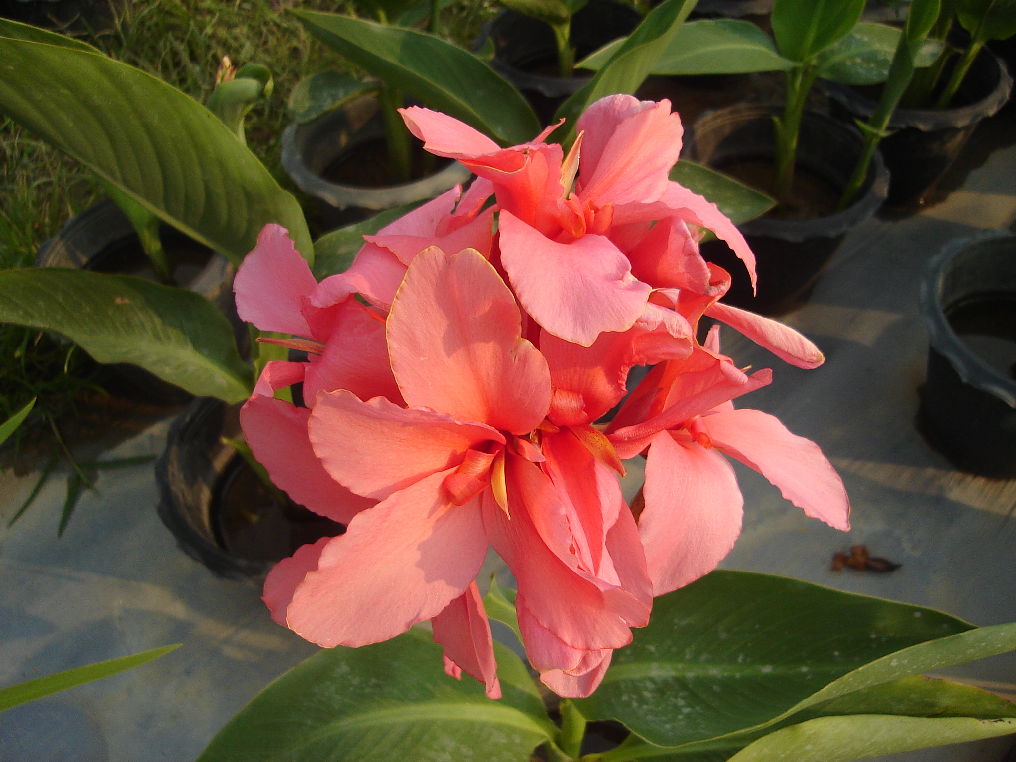 Cannaceae (Cannas) | his-webpage