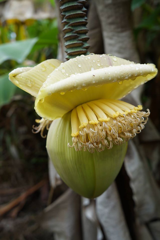 Musaceae (Bananas) | his-webpage