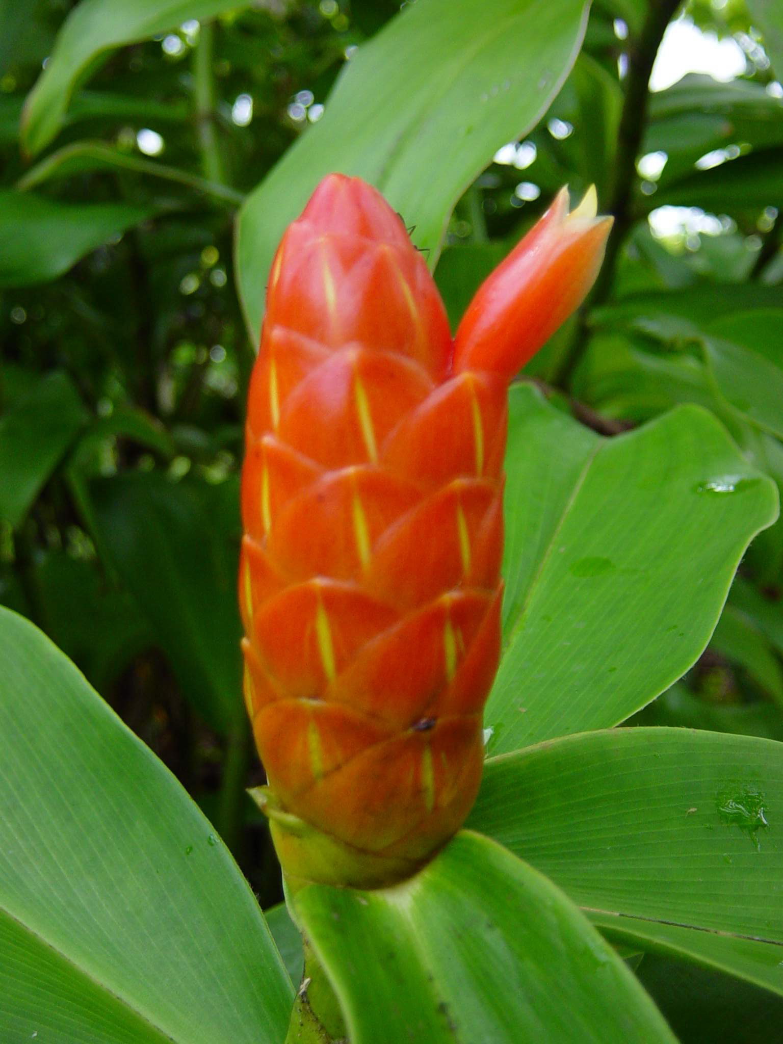 Costaceae (Spiral Gingers) | his-webpage