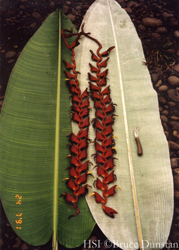 Heliconia excelsa | his-webpage