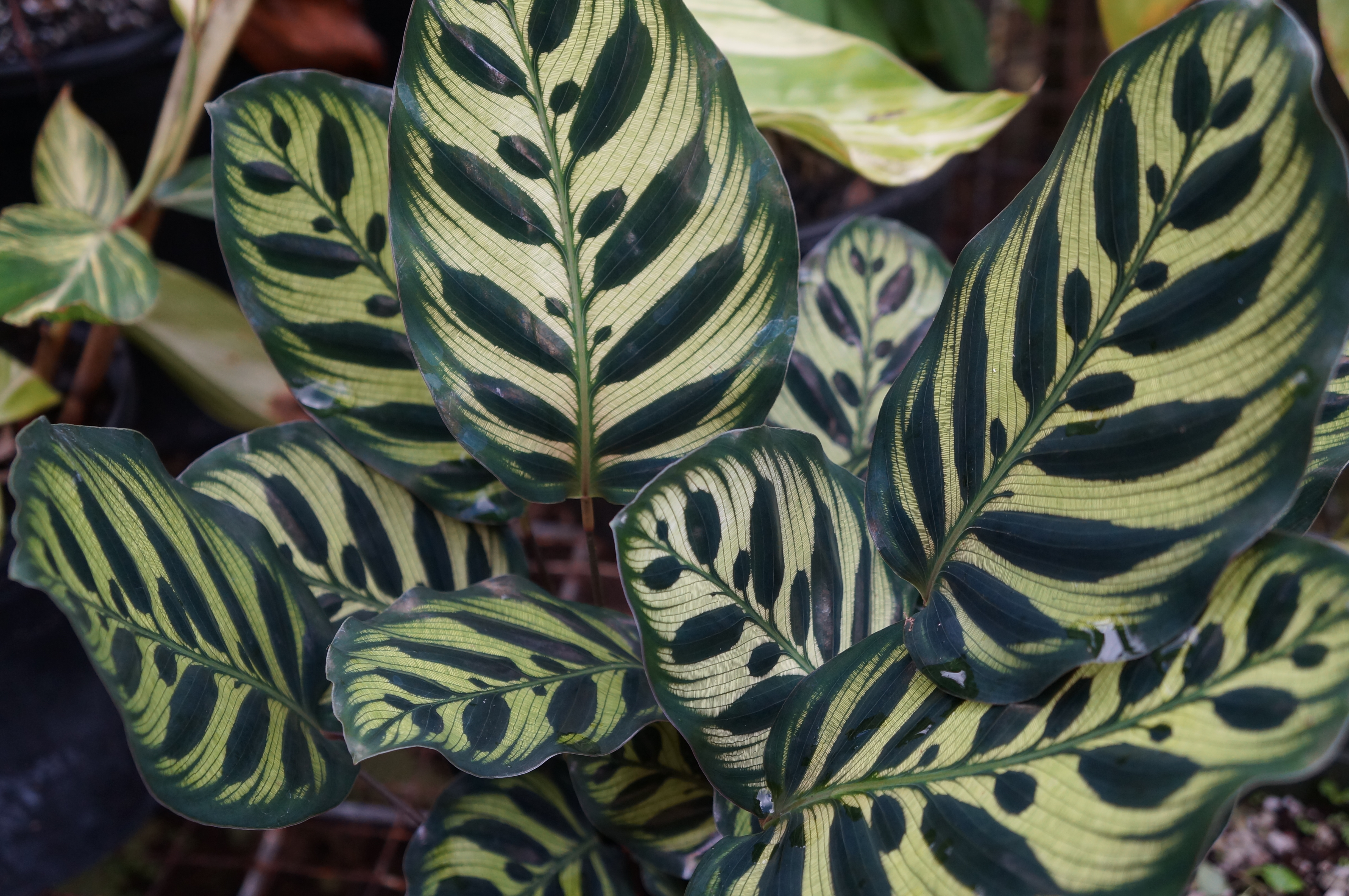 Marantaceae | his-webpage