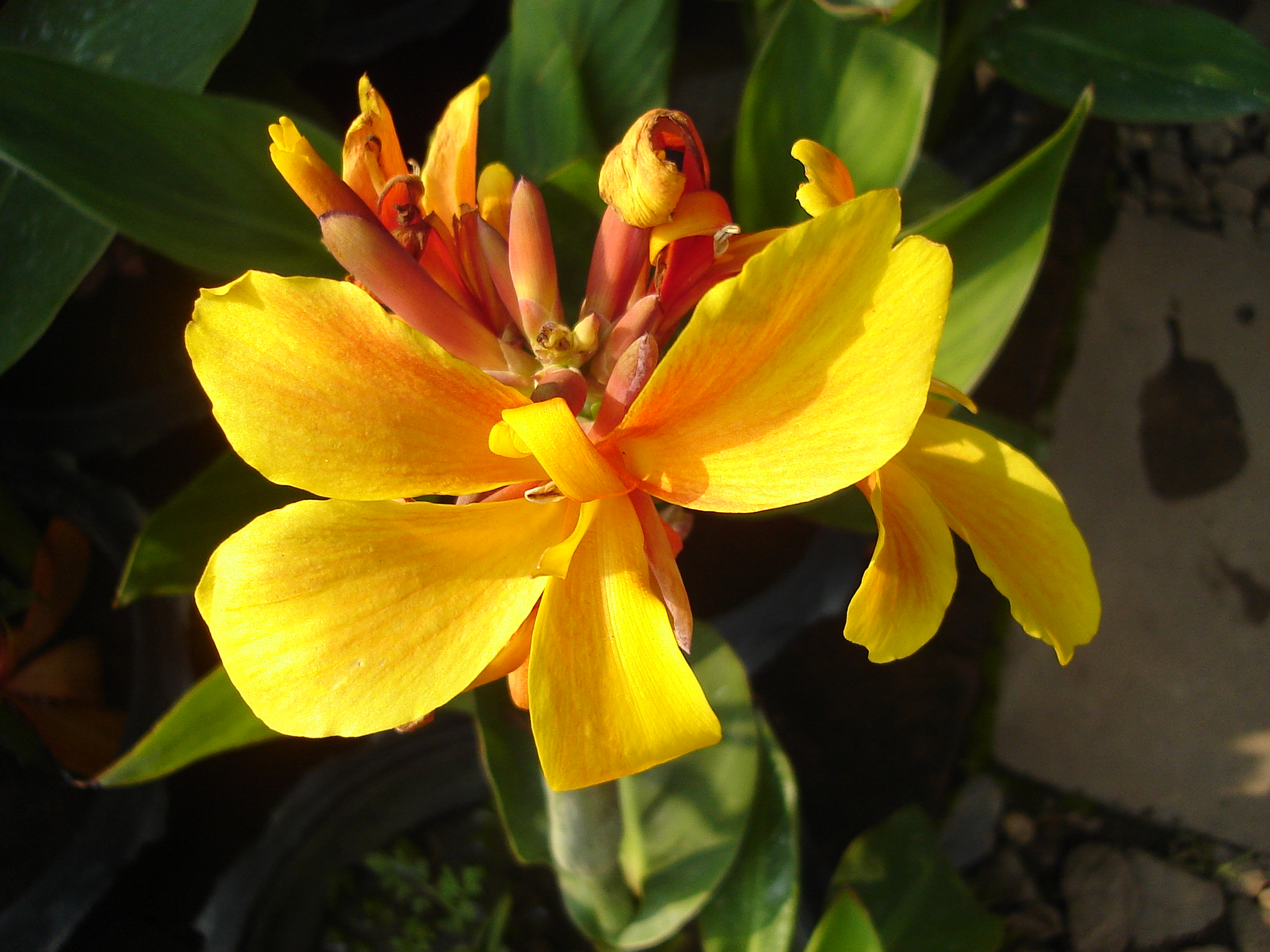 Cannaceae (Cannas) | his-webpage