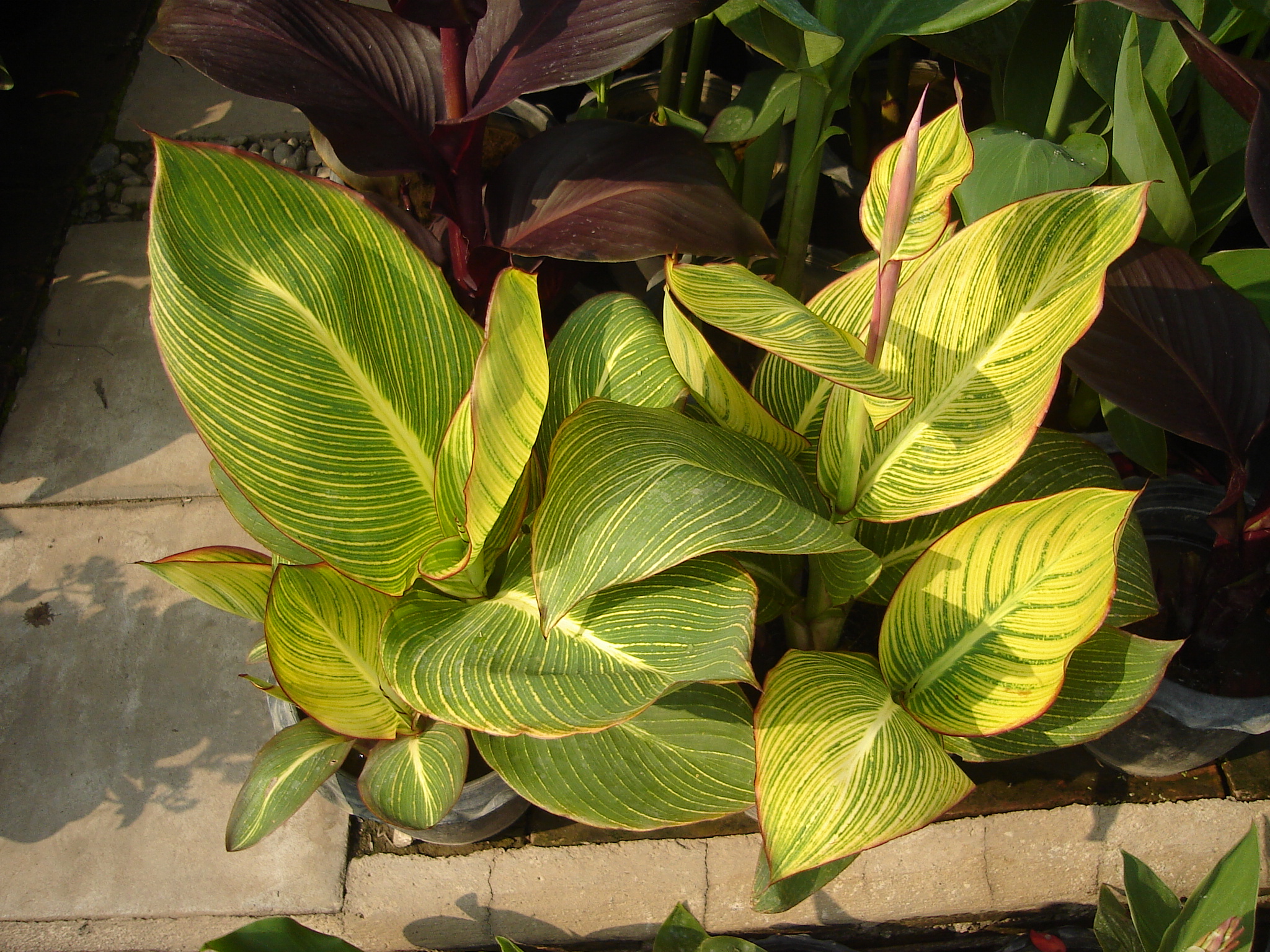 Cannaceae (Cannas) | his-webpage