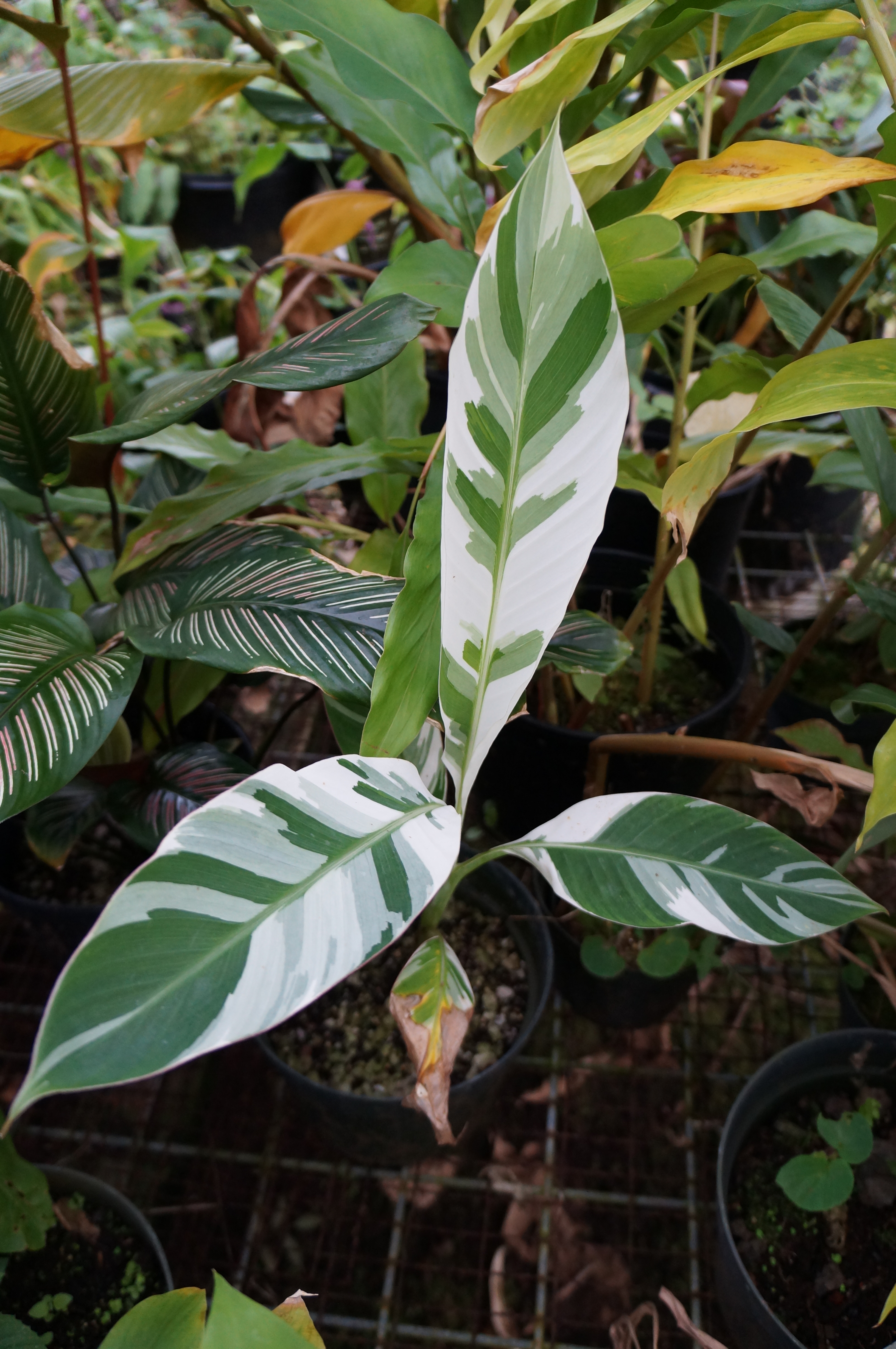 Musaceae (Bananas) | his-webpage