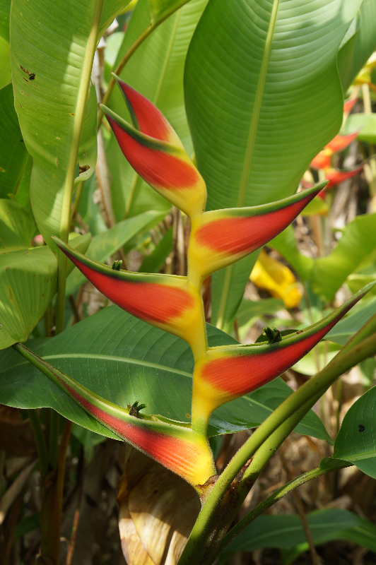 Heliconiaceae (Heliconias) | his-webpage