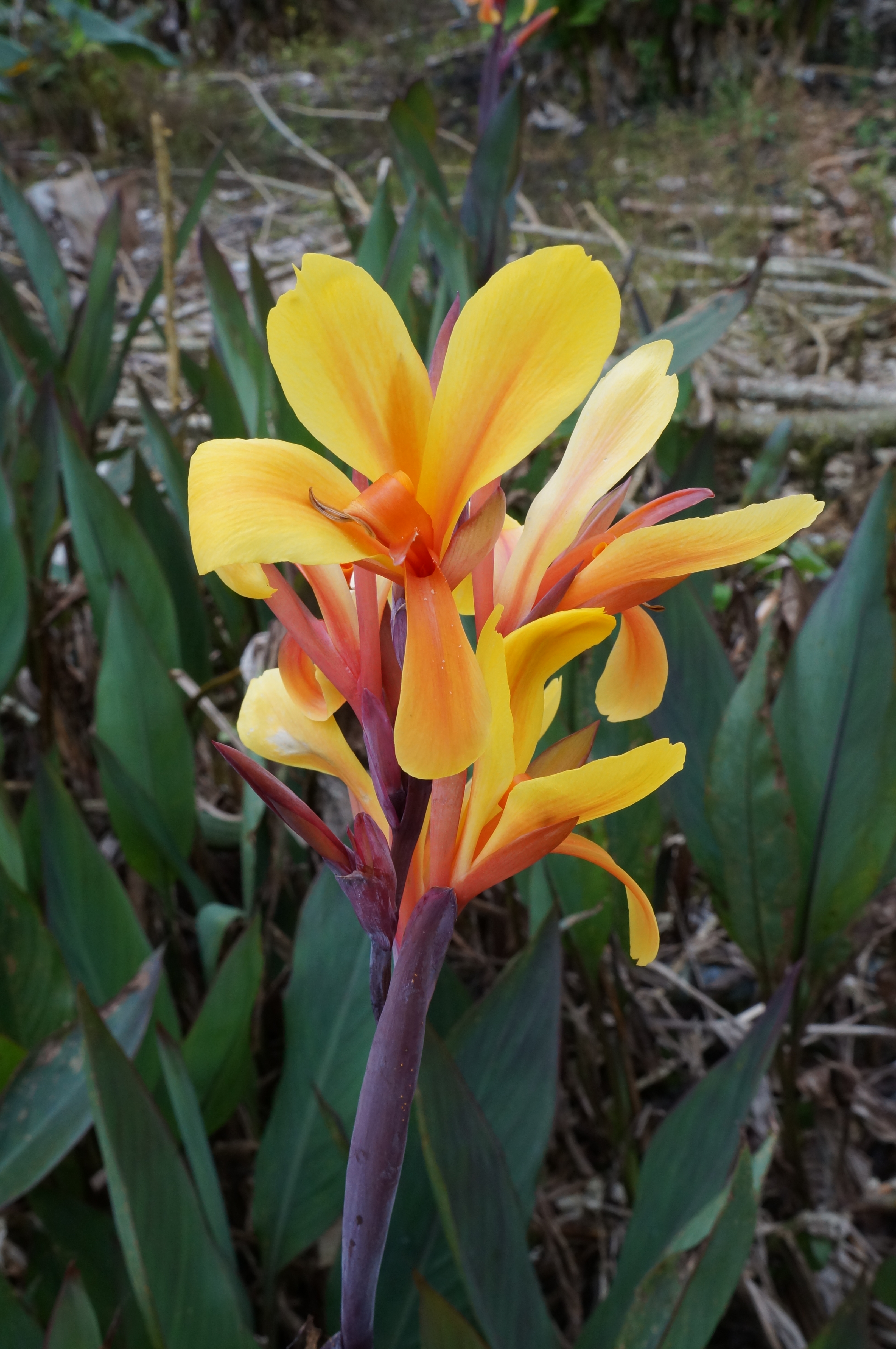 Cannaceae (Cannas) | his-webpage