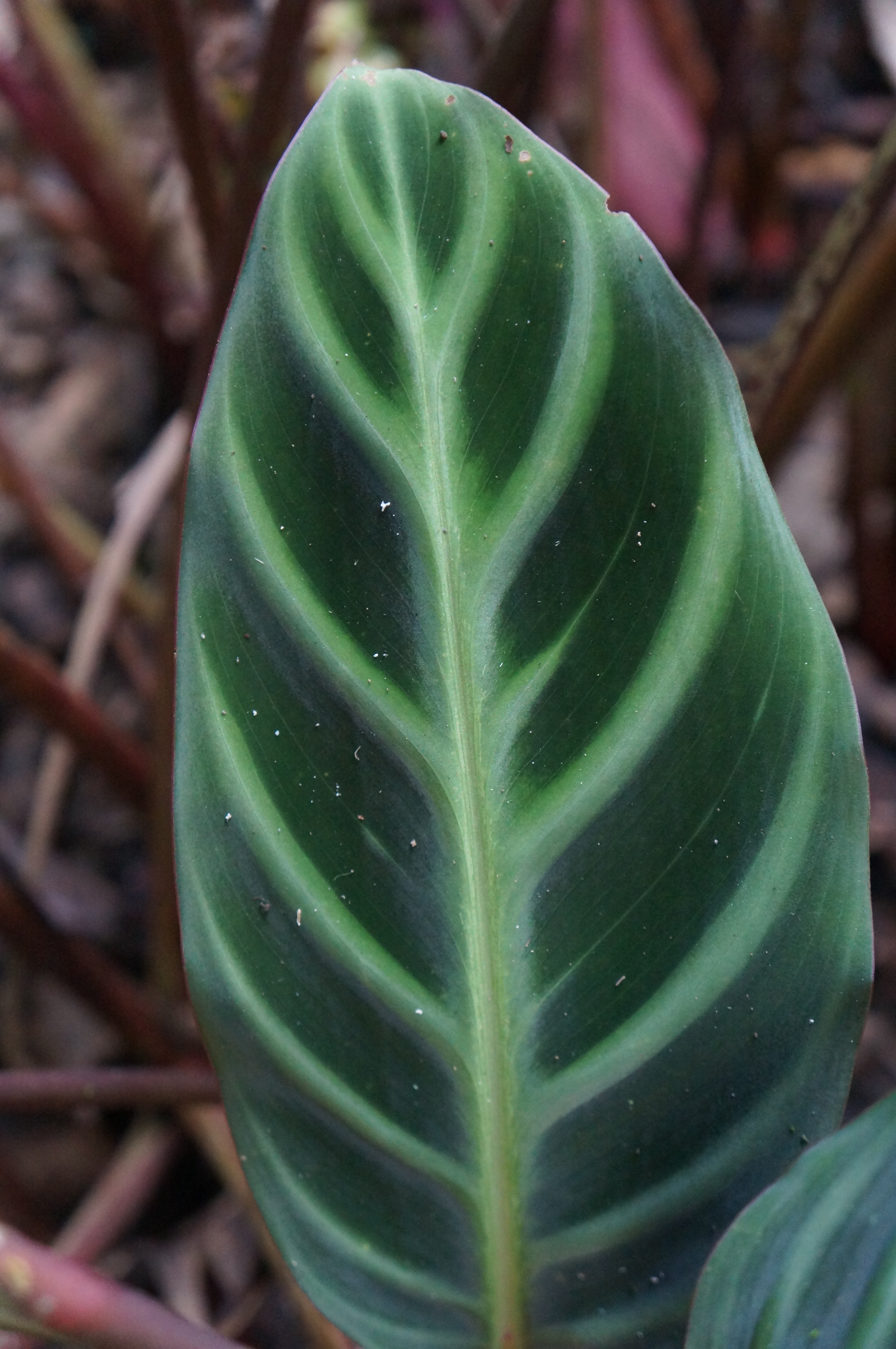 Marantaceae | his-webpage