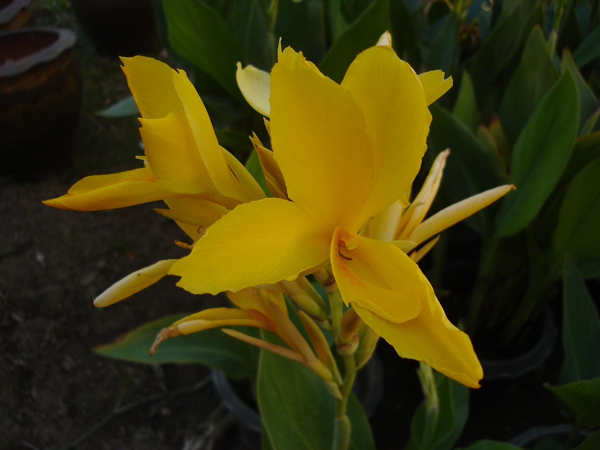 Cannaceae (Cannas) | his-webpage