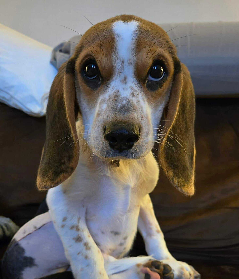 Beagle Paws Rescue | Canada