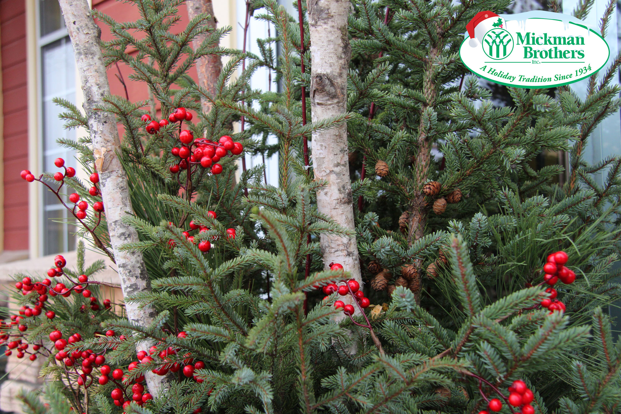 Decorating with Spruce Tops