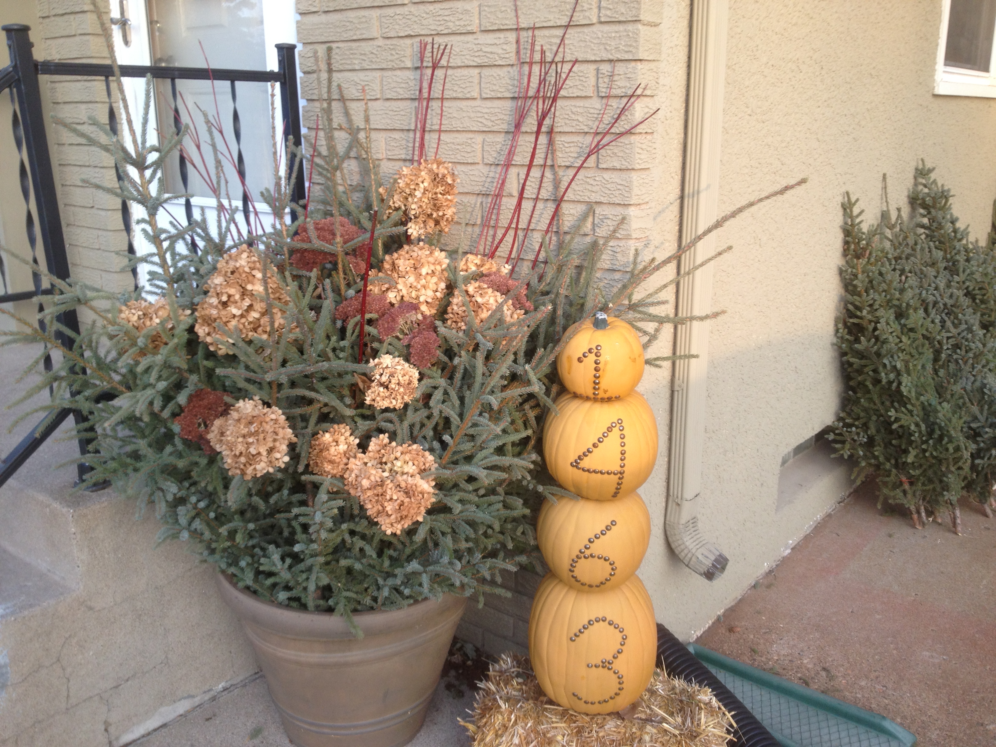 Spruce Tops | Black Spruce Holdings, LLC - SPRUCE TOPS