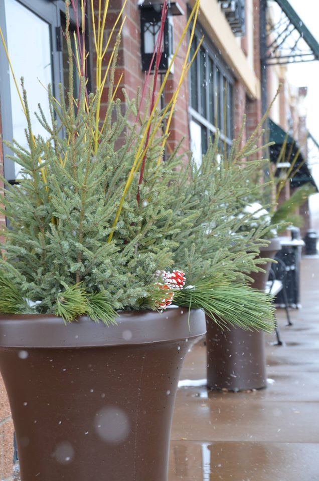 Decorating with Spruce Tops