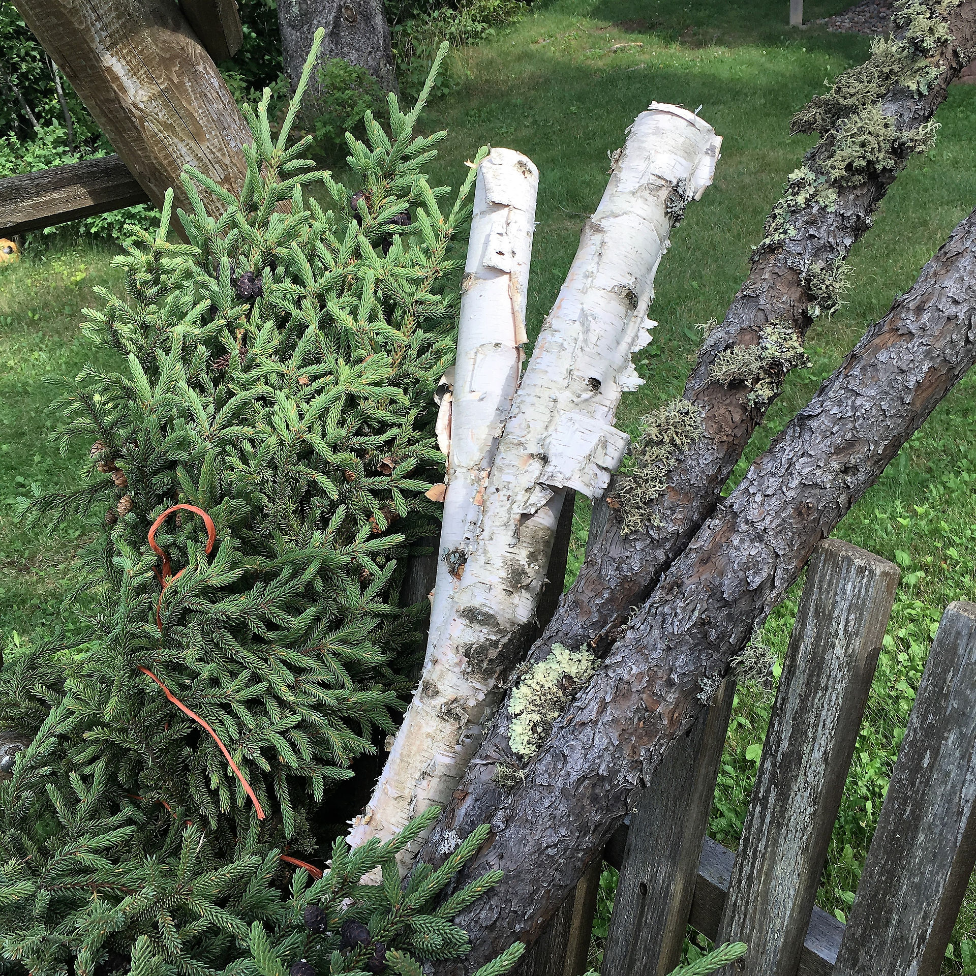 Decorating with Spruce Tops