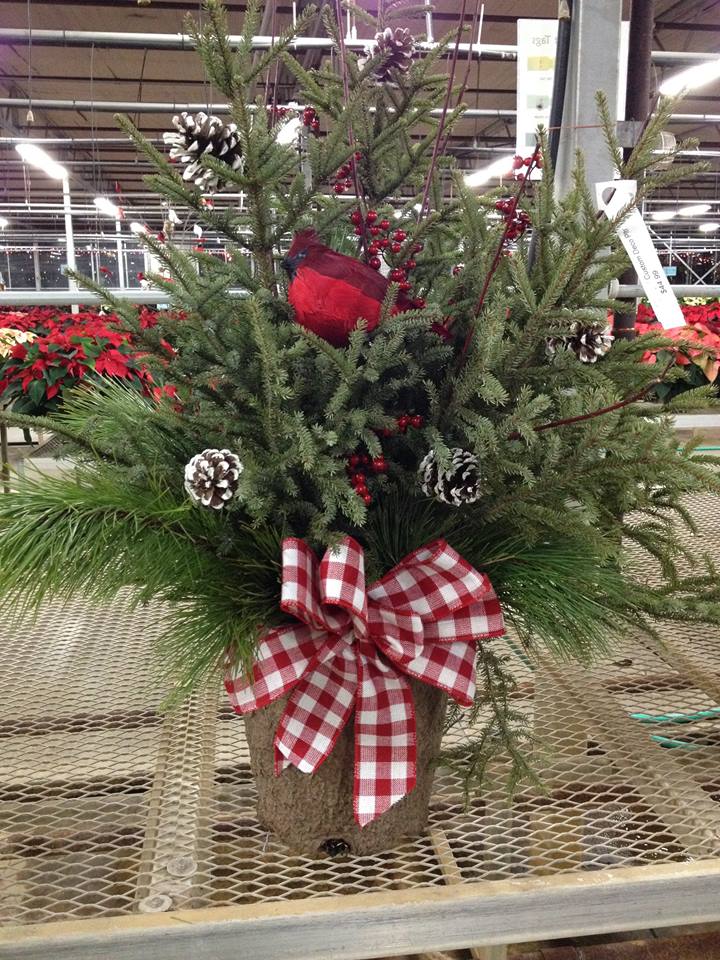 Decorating with Spruce Tops