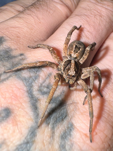 Variable Wolf Spider - Venator spenceri | MAAI Inverts
