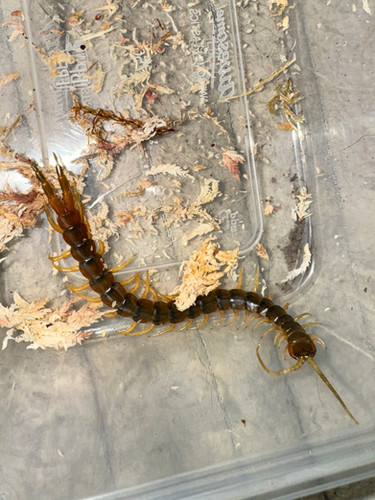 Giant Centipede - Ethmostigmus Rubripes (Flinders Ranges locale) Medium ...