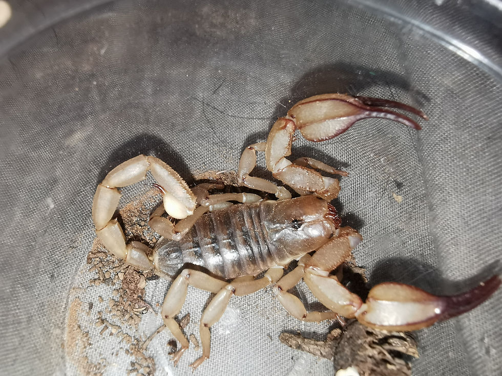 Scorpions | MAAI Inverts