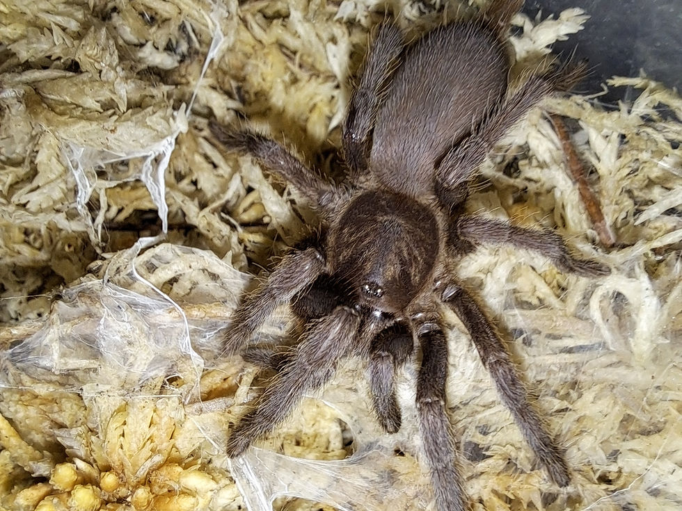 Inventory | MAAI Inverts 4/6