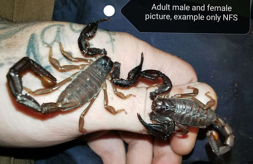 Scorpions | MAAI Inverts