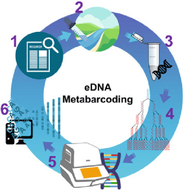 eDNA metabarcoding as a promising conservation tool to monitor fish ...