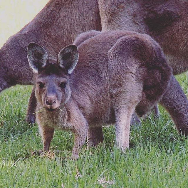 Our Animals: Native and Farm | forest-lodge-resort