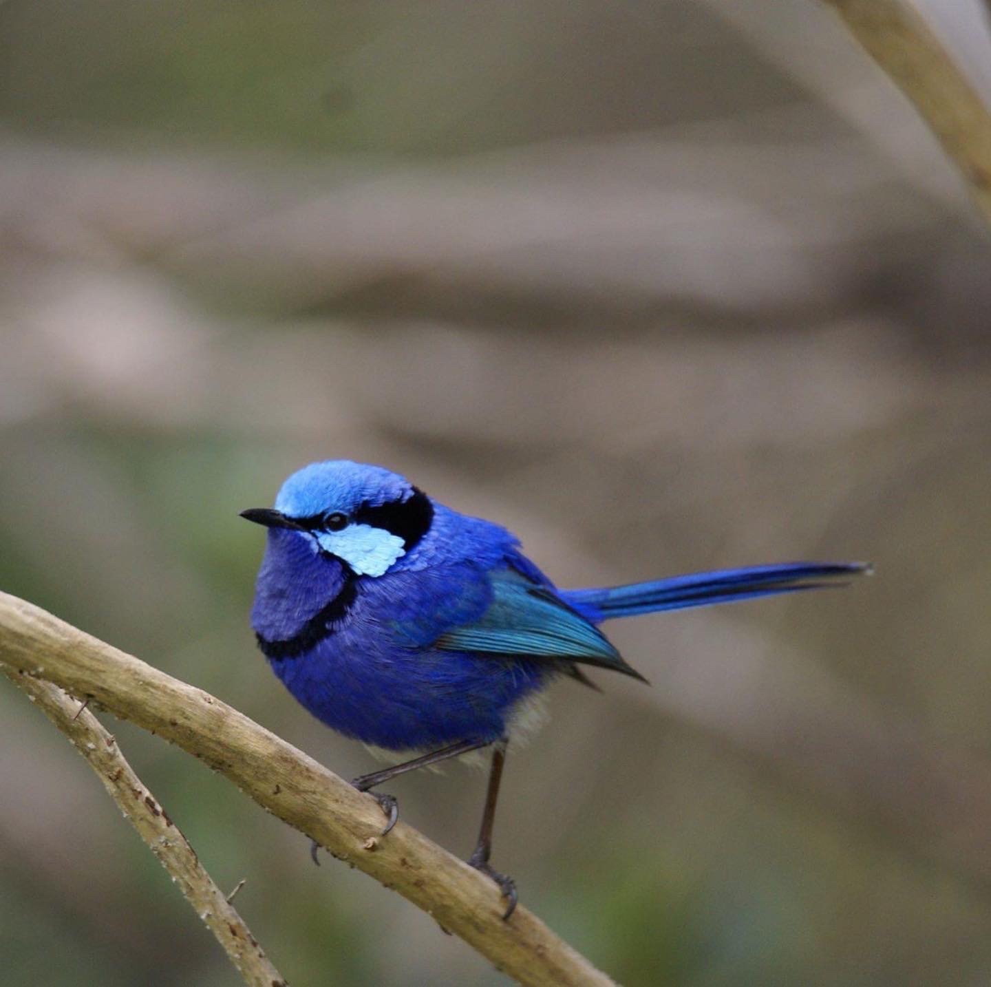 Our Animals: Native and Farm | forest-lodge-resort