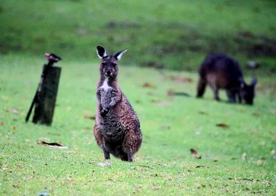 Our Animals: Native and Farm | forest-lodge-resort